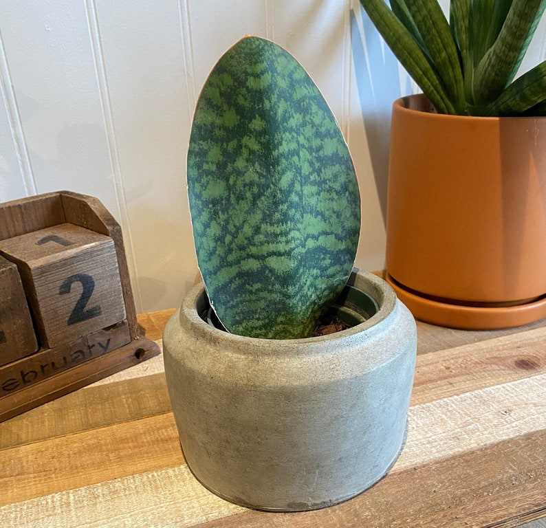 Handmade Concrete Planter Pot, Home Indoor Décor Free Shipping - Etsy