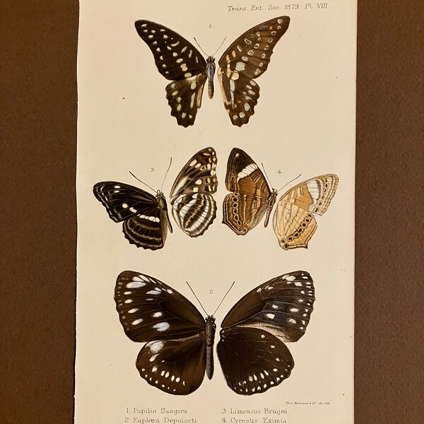 Butterfly Lithograph - Etsy