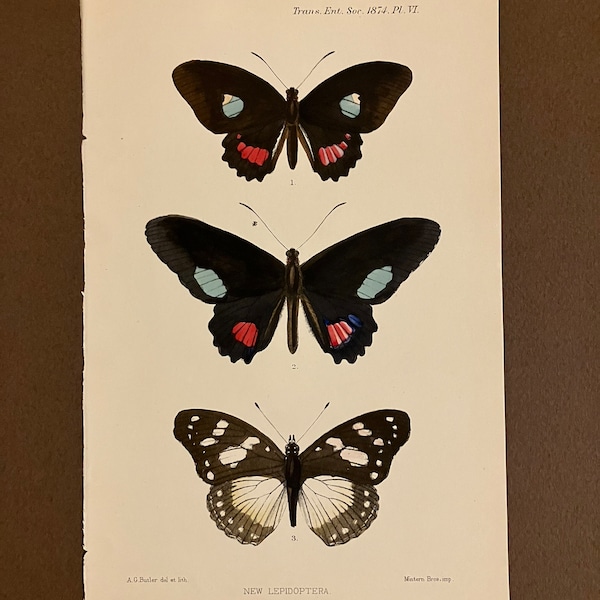 Butterfly Lithograph - Etsy