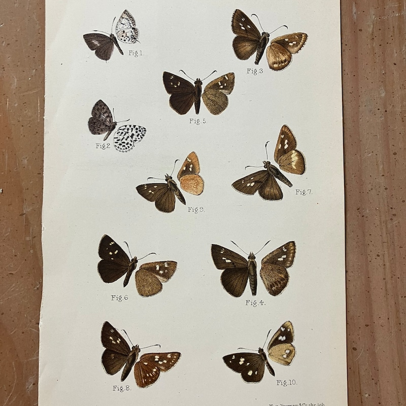 Butterfly Lithograph - Etsy