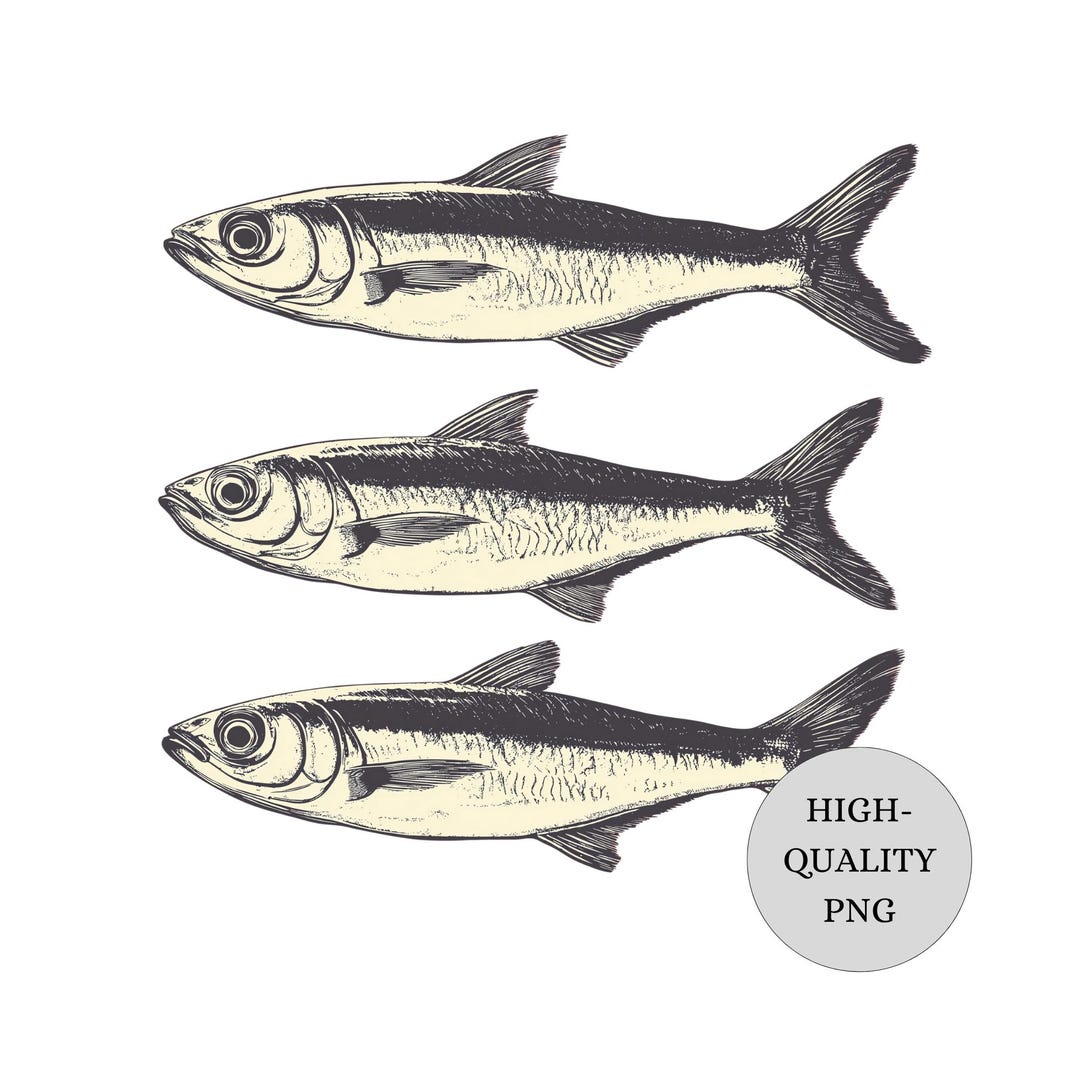 Sardine Clipart PNG Vintage Design Sardine Clipart Tshirt Design ...