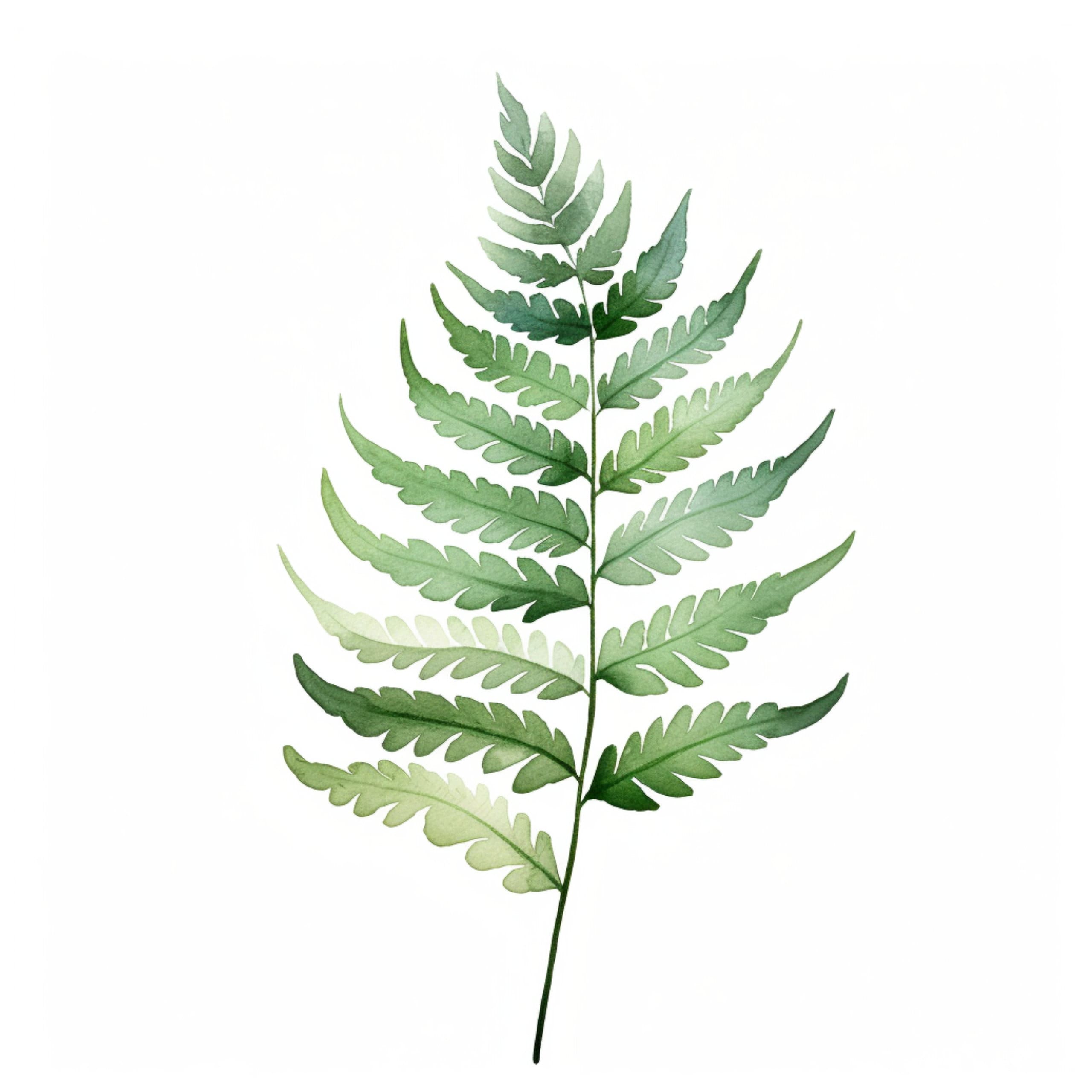 Fern Watercolour Print DIGITAL PRINT FILE - Etsy