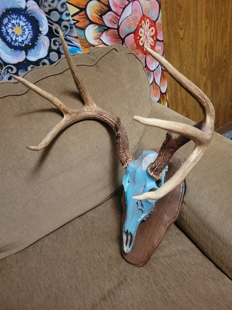 8 Point Whitetail Deer European Dipped Skull Mount Antlers Decor Buck ...