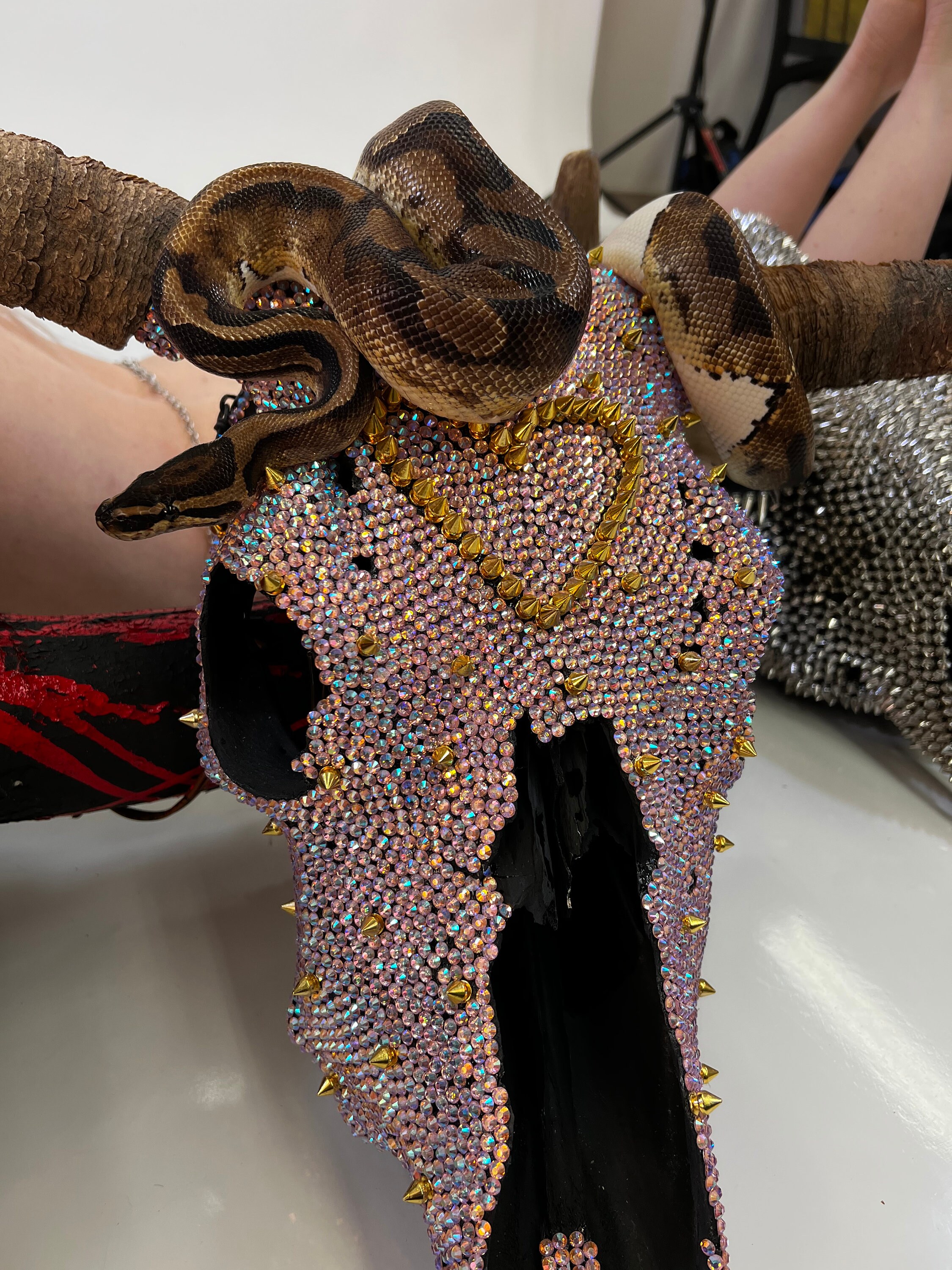 Crystal Cow Skull - Etsy