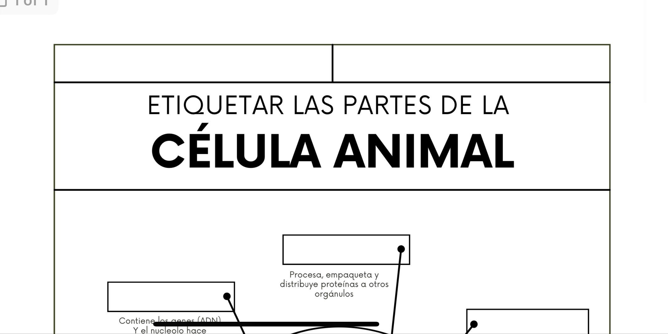 Hoja De Trabajo Sobre Las Partes De Una Célula Animal