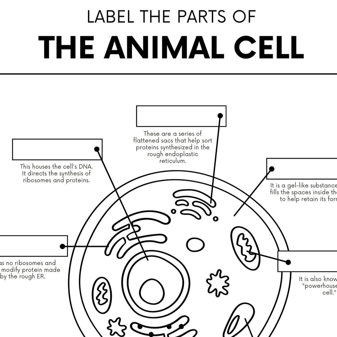 Animal Cell Biology Worksheet - Etsy