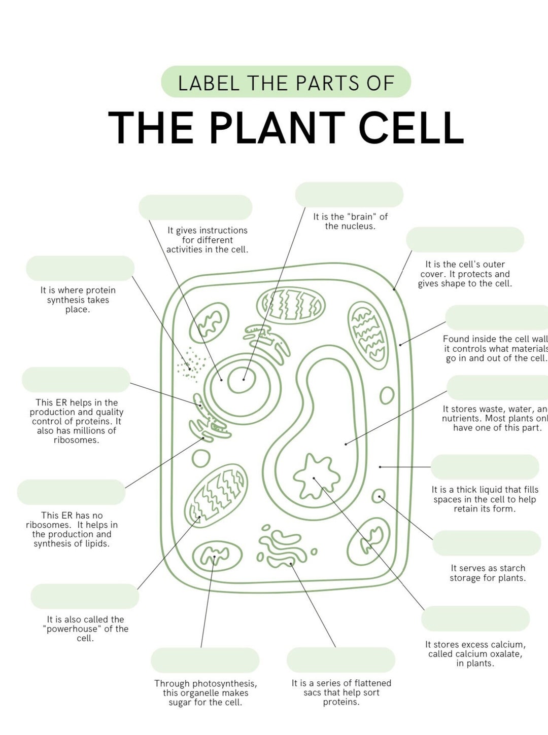 Plant Cell Biology Worksheet - Etsy