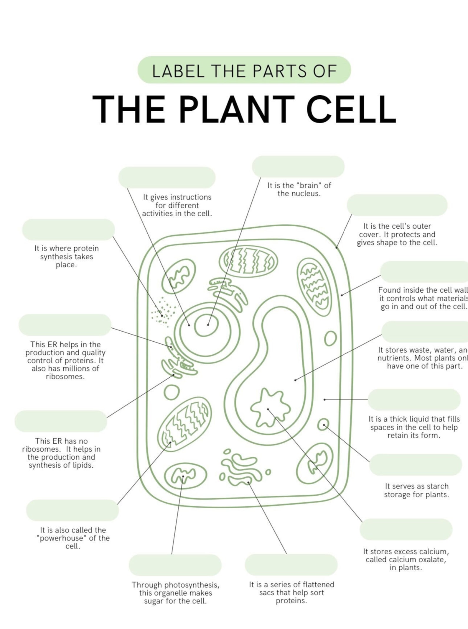 Plant Cell Biology Worksheet - Etsy