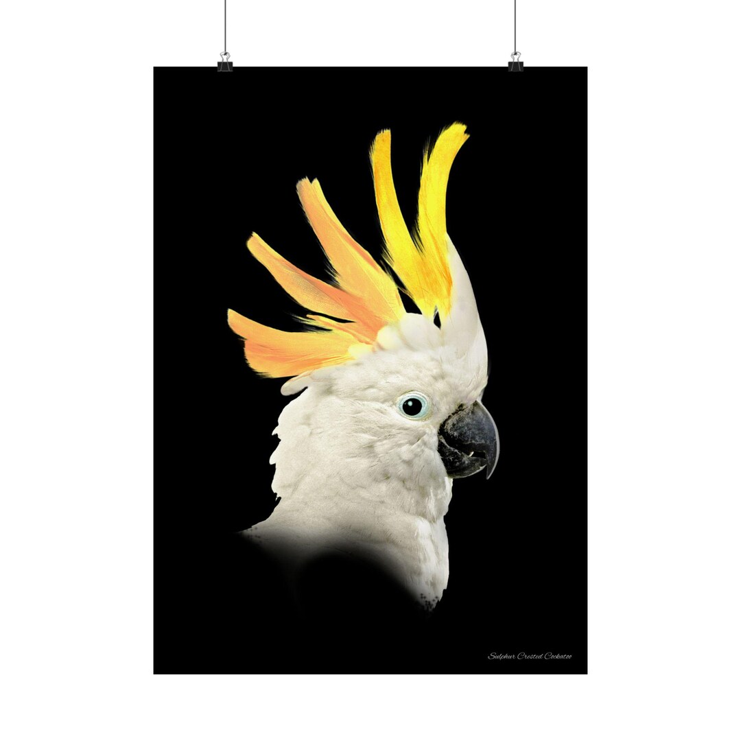 Vertical Posters Stunning Cockatoo Crest Matte Finish Wall Art Print ...