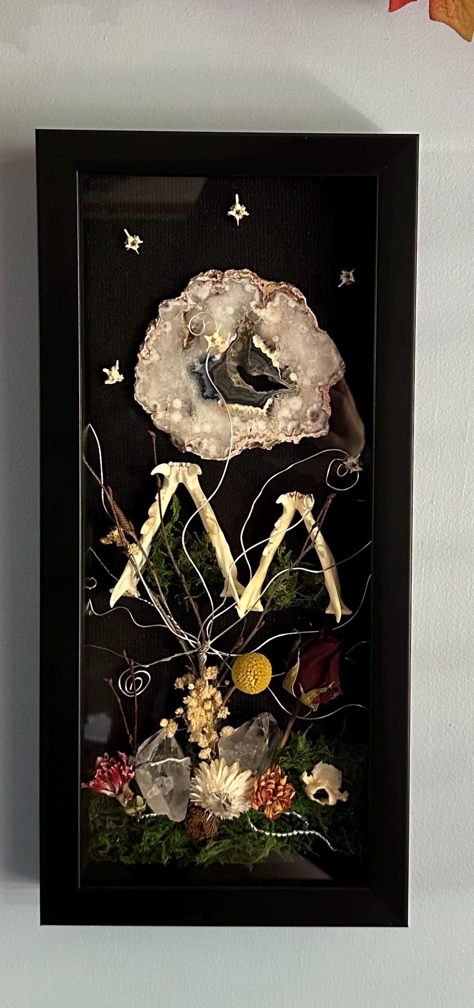 As Above, so Below Shadow Box With Snake Vertebrae, Jawbones, and ...