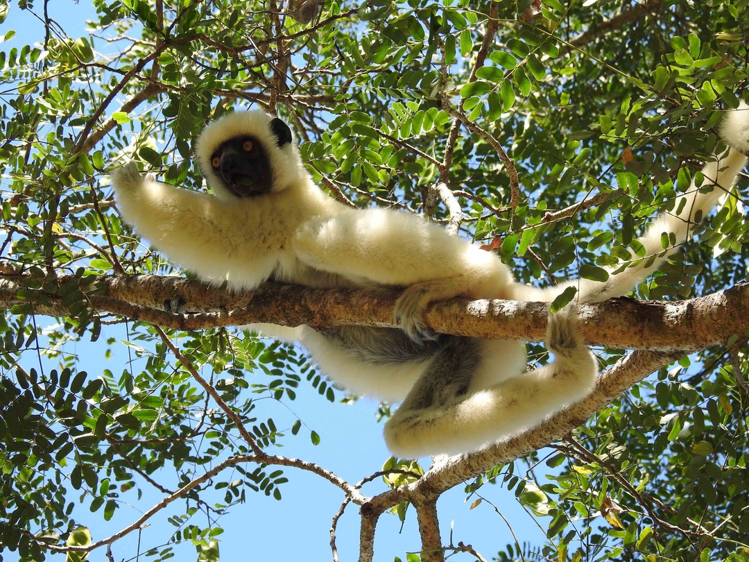 Madagascar Sifaka Lemur Original Travel Photography for Art, School ...