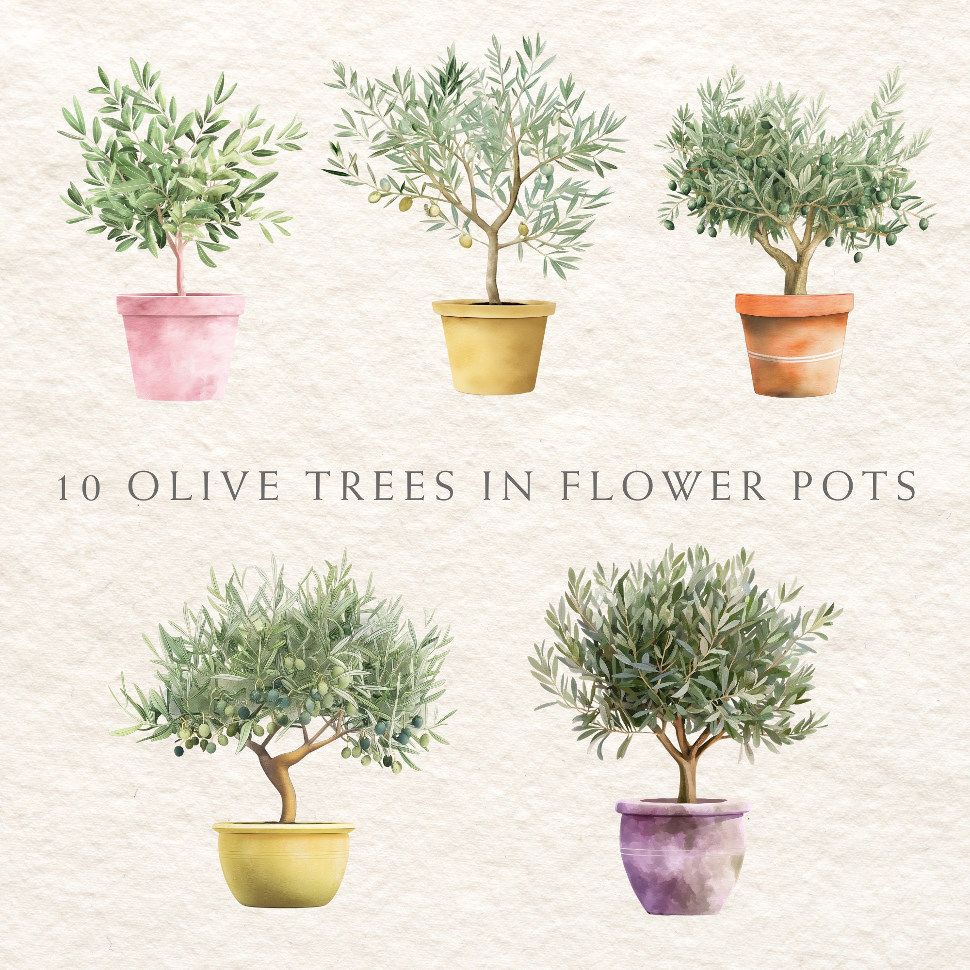 Olive Tree Clipart Watercolor, Olive Trees in Pastel Flower Pots ...