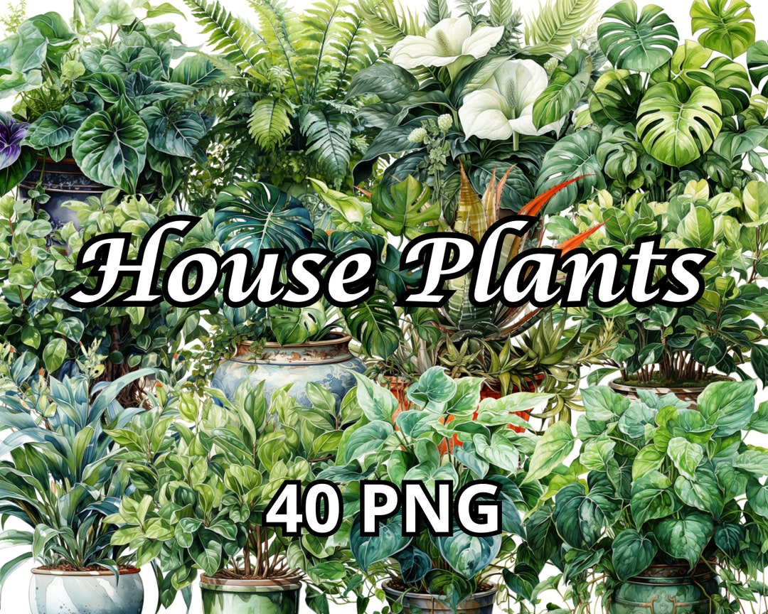 House Plants, 40 PNG, Houseplant Clipart, Monstera Plant Png, Plants ...