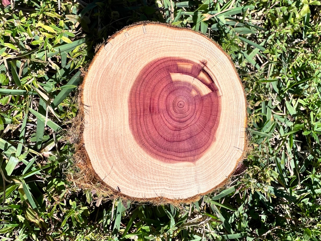 Live Edge Cedar Log - Etsy