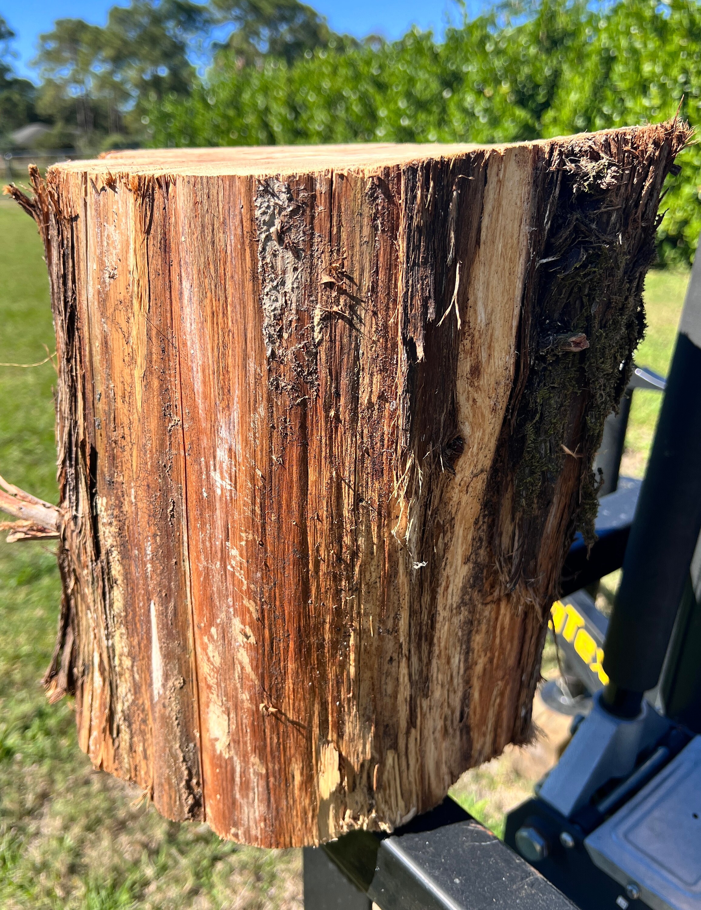 Live Edge Cedar Stump - Etsy