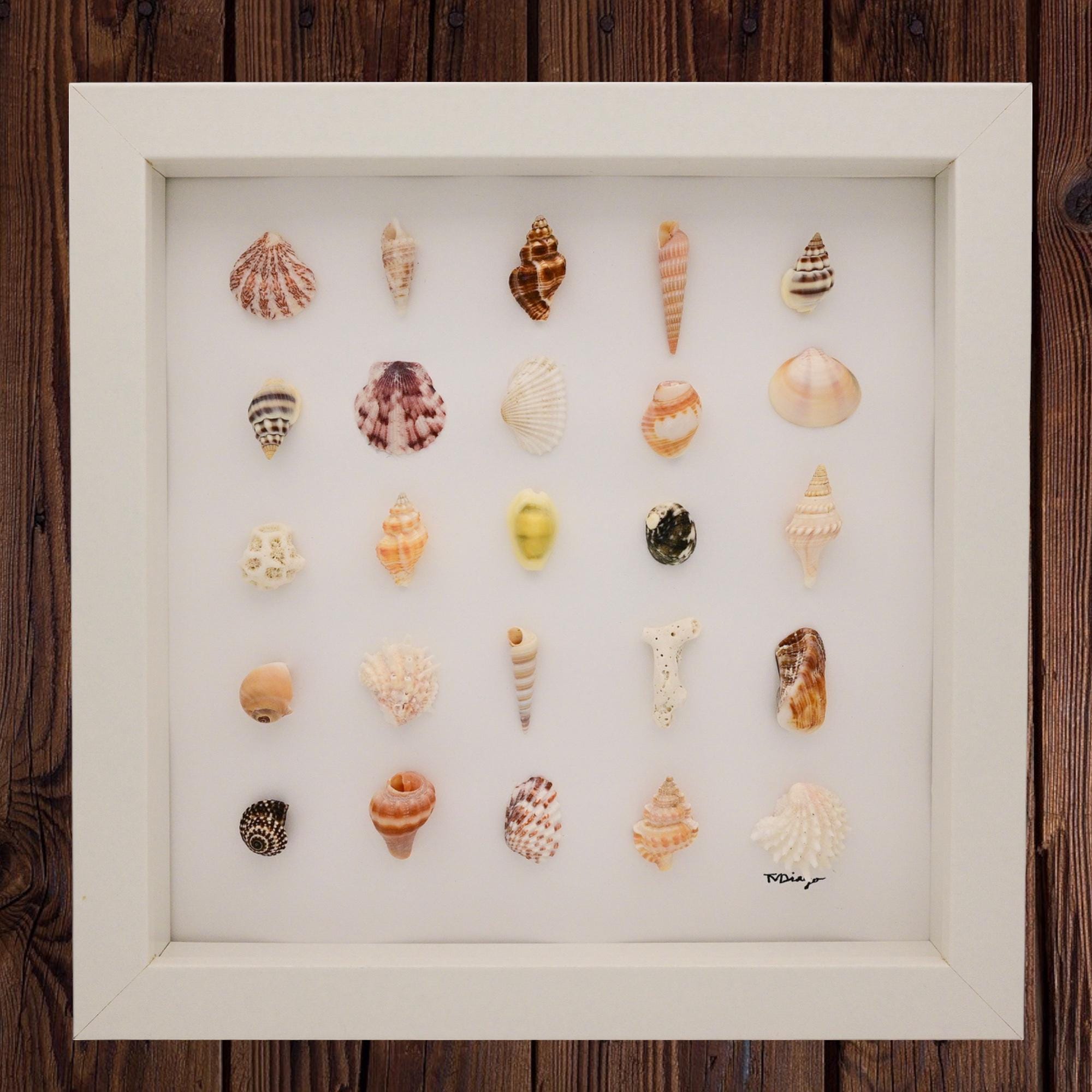 Seashell Home Decor, Seashell Wall Art, Sea Shell Wall Art Framed ...