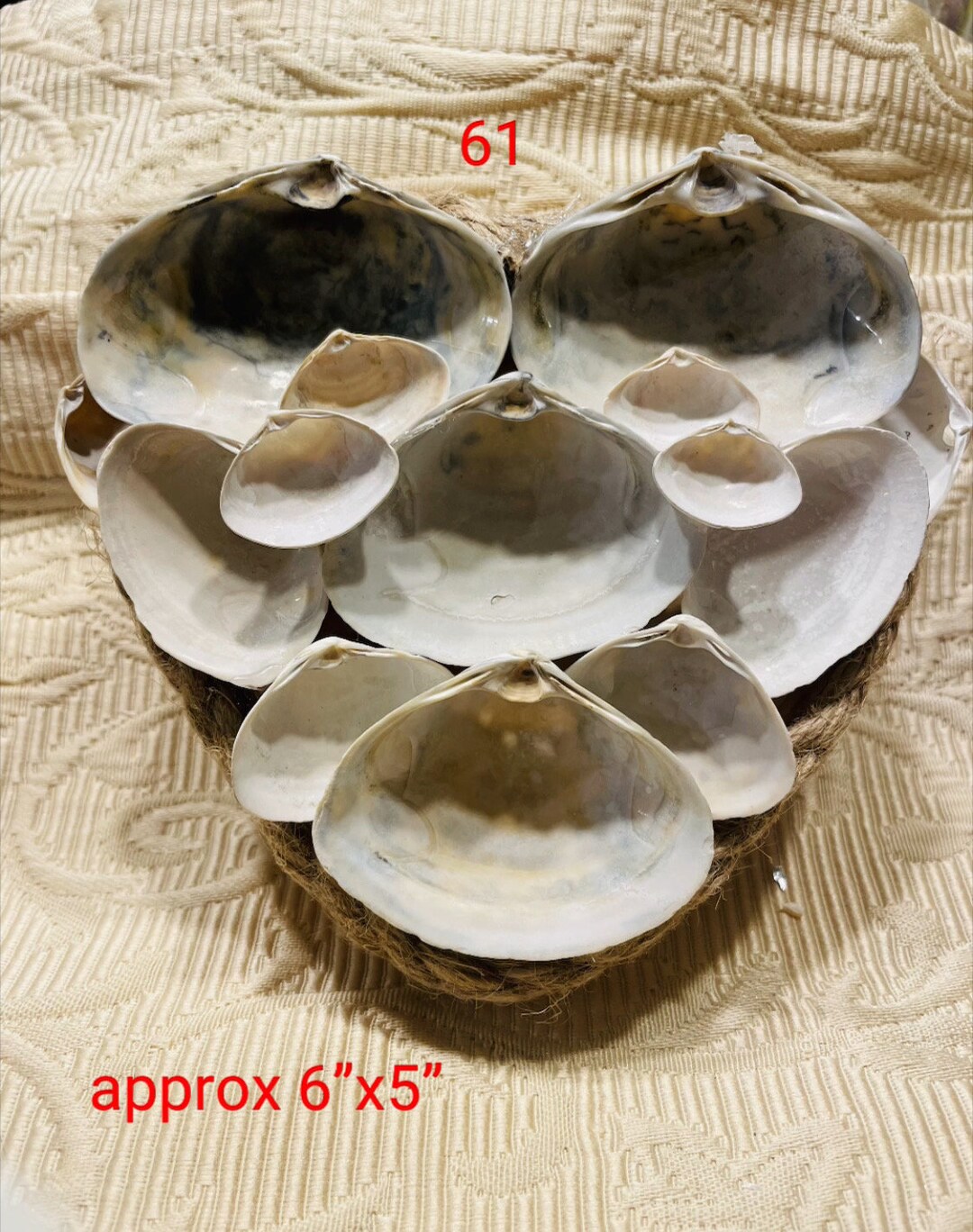 Atlantic Clam Shell HEART 61 - Etsy