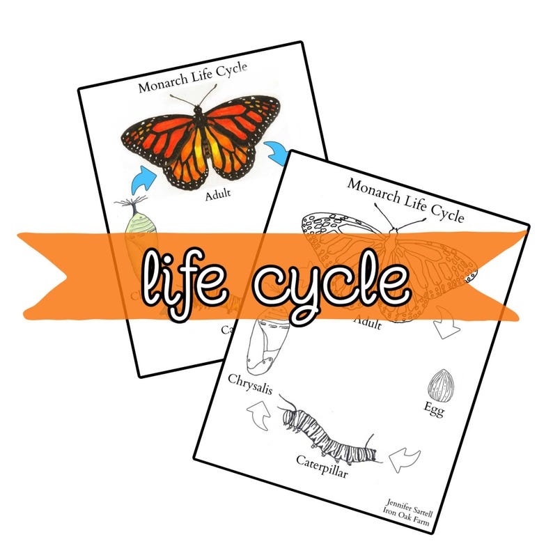 Monarch Butterfly Life Cycle Printables Unit Study - Etsy
