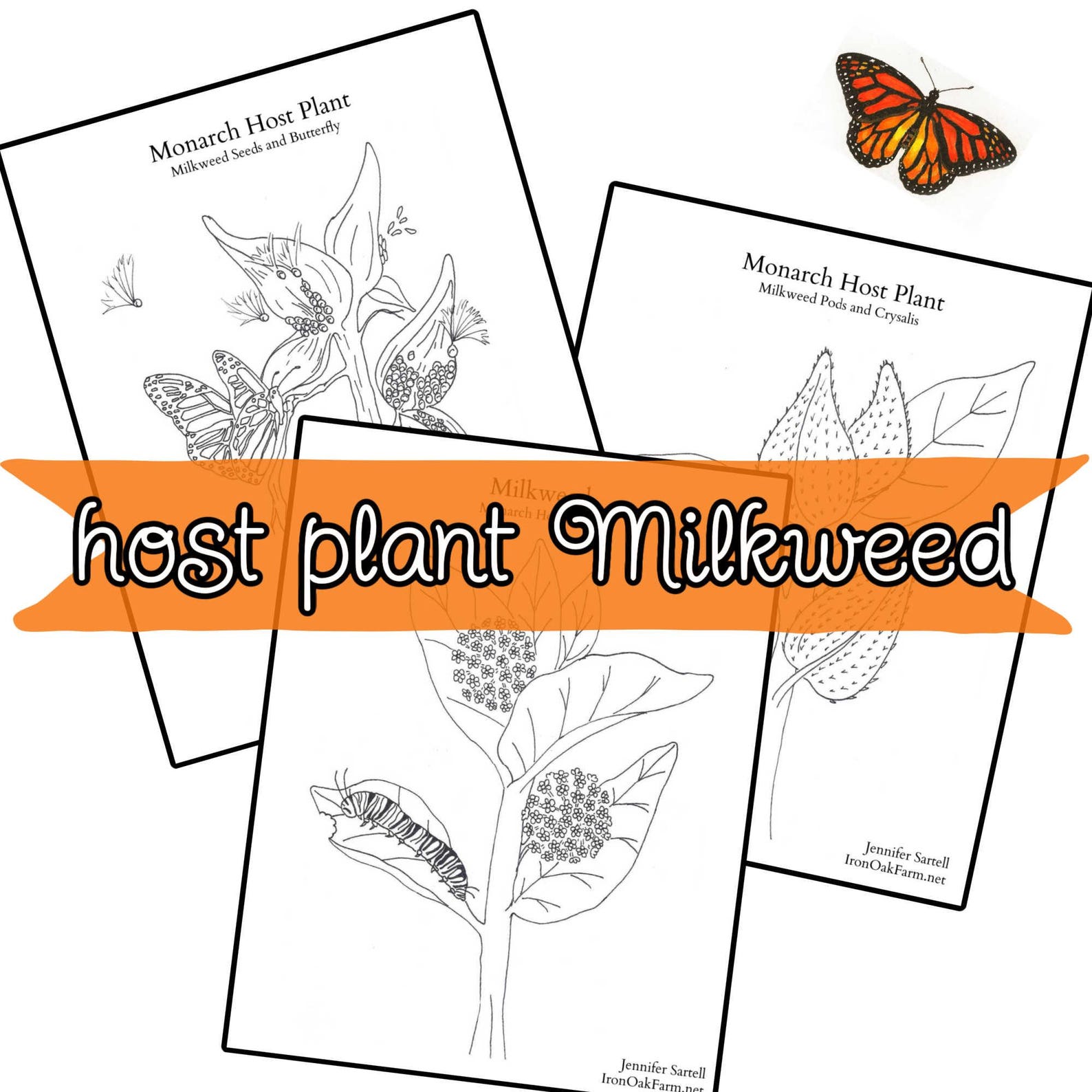 Monarch Butterfly Life Cycle Printables Unit Study - Etsy