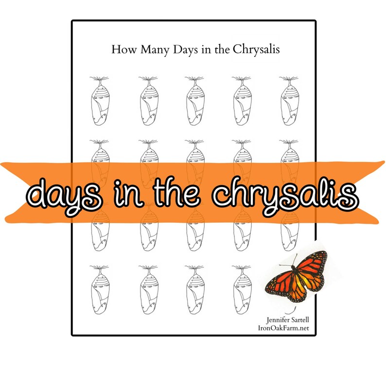 Monarch Butterfly Life Cycle Printables Unit Study - Etsy