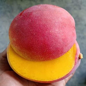 Grafted Yuwen Mango Tree Perfect Condition Fast Fruiting and Very ...