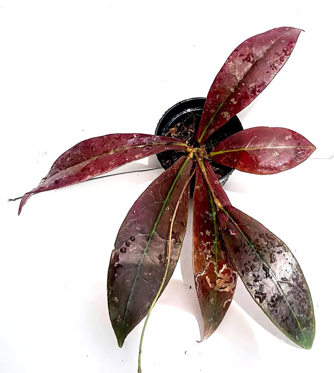 Hoya Buntokensis Red Very Beautiful Leaves Healthy Roots Perfect ...