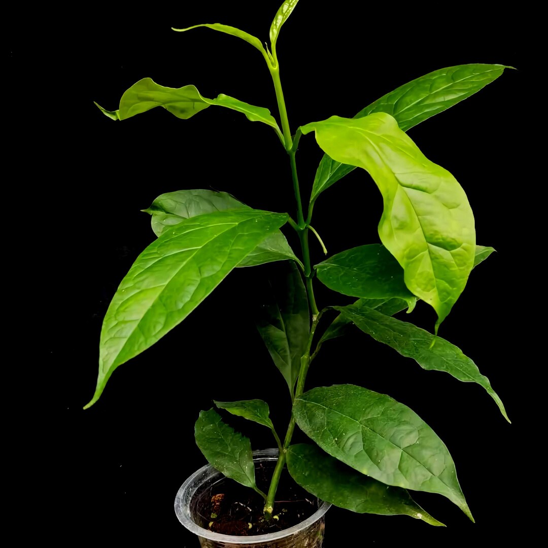 Hoya Decipulae Very Beautiful Leaves Healthy Roots Perfect Condition ...
