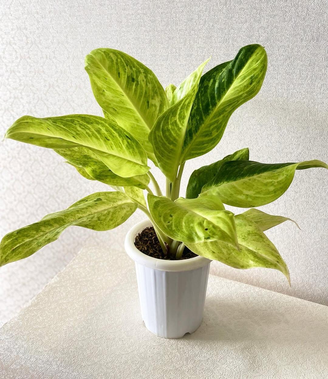 Aglaonema Sundrop Very Nice Leaf Pattern Perfect Condition Fast ...