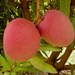 Grafted Yuwen Mango Tree Perfect Condition Fast Fruiting and Very ...