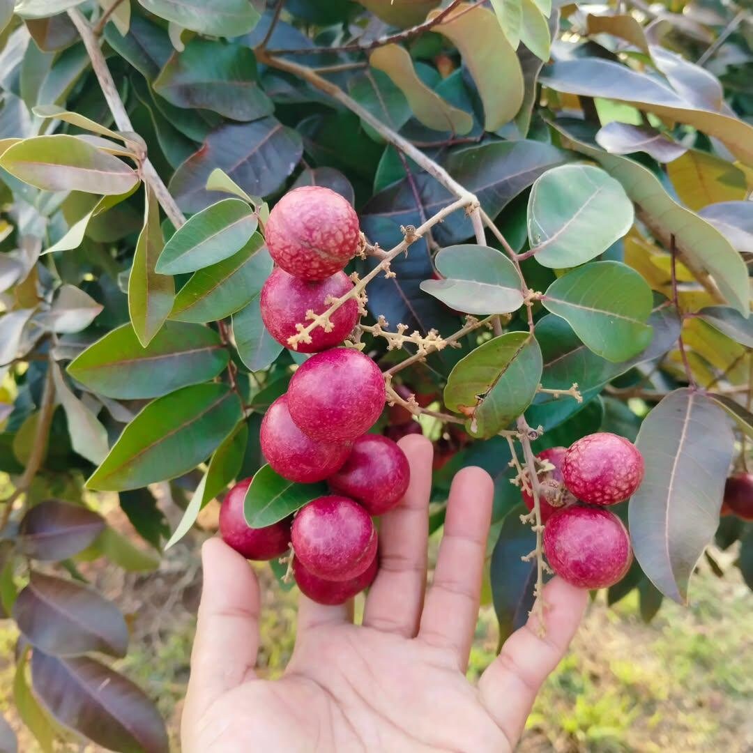 Grafted Red Ruby Longan Fruit Tree Perfect Condition Fast Fruiting and ...