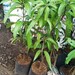 Grafted Yuwen Mango Tree Perfect Condition Fast Fruiting and Very ...