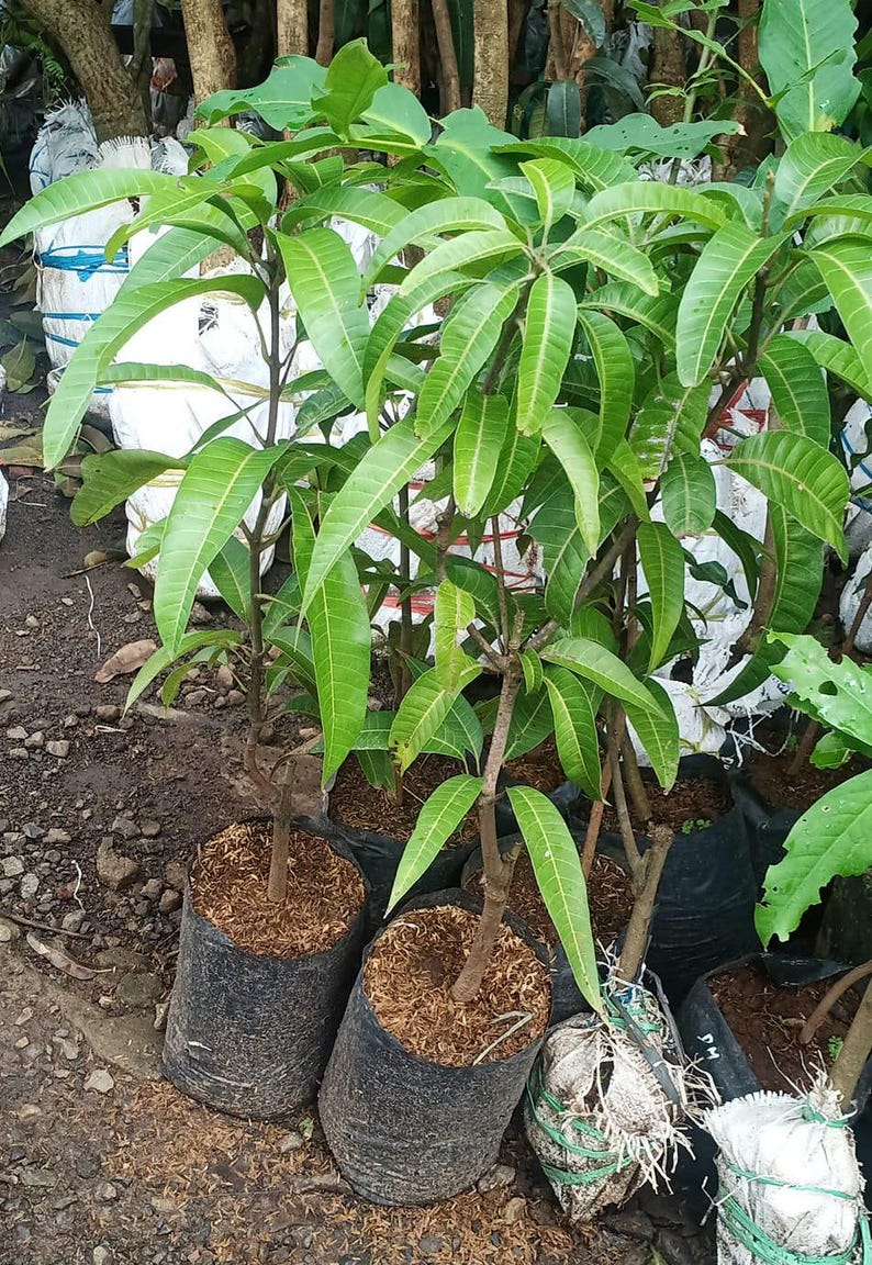 Grafted Yuwen Mango Tree Perfect Condition Fast Fruiting and Very ...