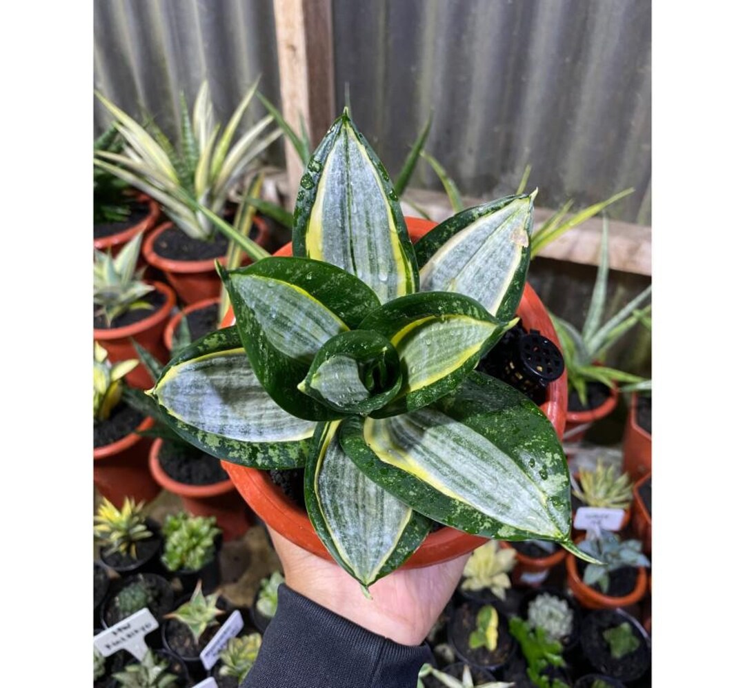 Sansevieria Trifasciata Zebra Very Beautiful Leaves Healthy Roots ...