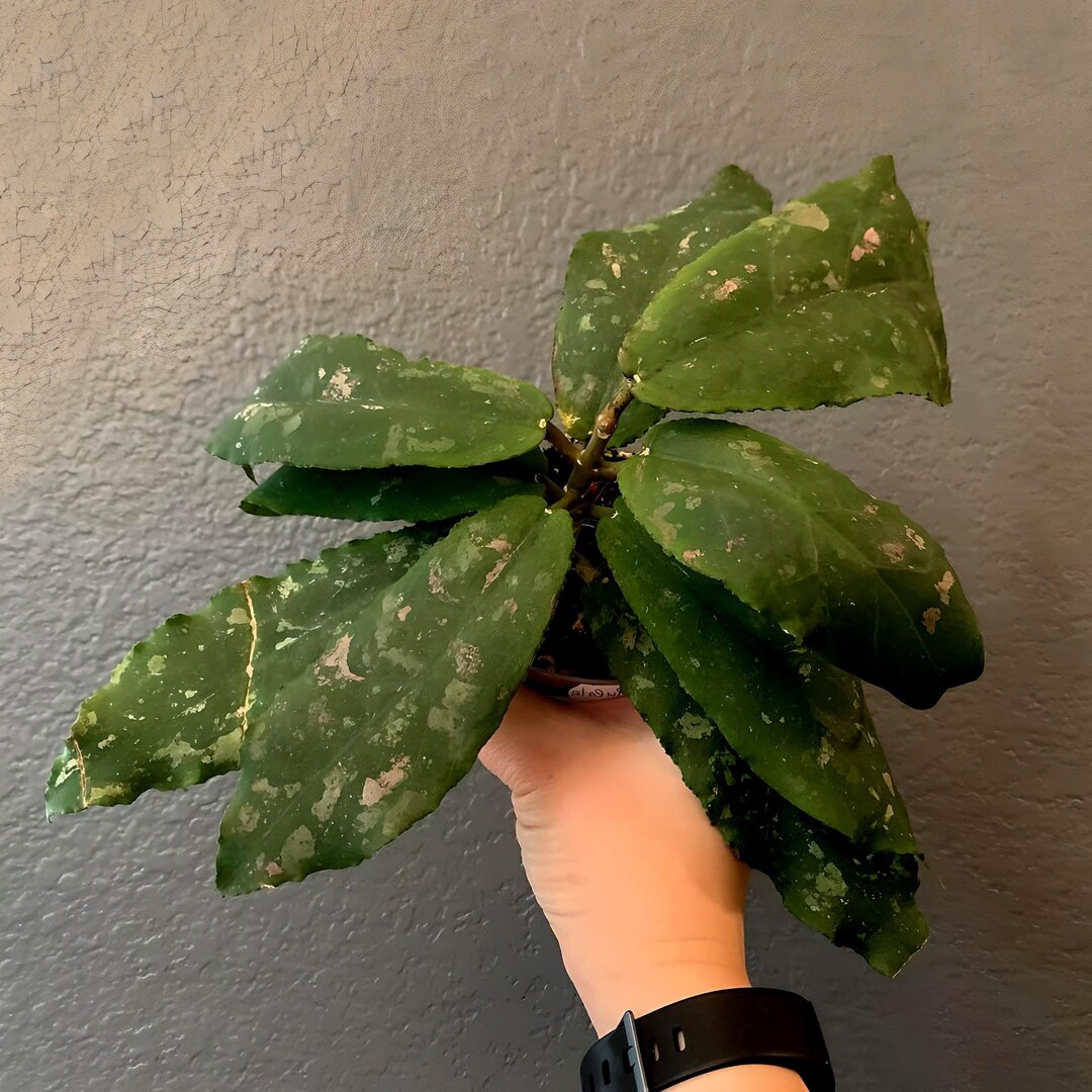 Hoya Undulata Very Beautiful Leaves and Healthy Roots Perfect Condition ...