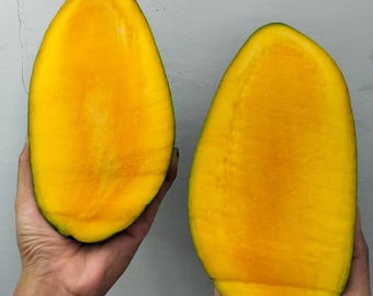 Grafted Yuwen Mango Tree Perfect Condition Fast Fruiting and Very ...