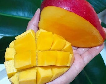Grafted Yuwen Mango Tree Perfect Condition Fast Fruiting and Very ...