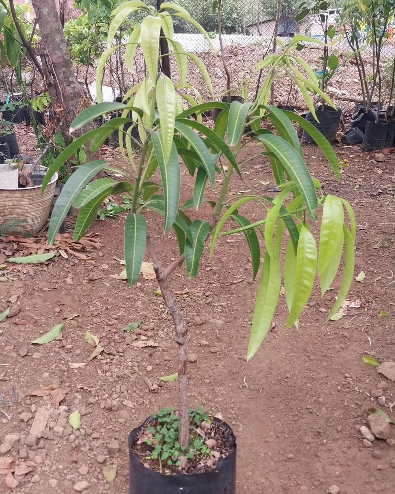 Grafted Yuwen Mango Tree Perfect Condition Fast Fruiting and Very ...