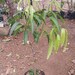 Grafted Yuwen Mango Tree Perfect Condition Fast Fruiting and Very ...