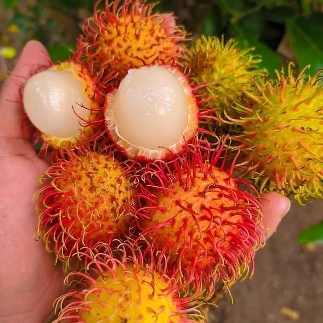 Grafted Rambutan Binjai Fruit Tree Perfect Condition Fast Fruiting and ...
