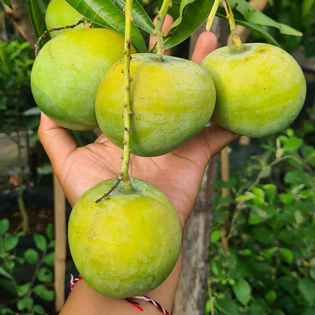 Apple Mango Grafted Fruit Tree Fast Fruiting and Very Delicious Taste ...