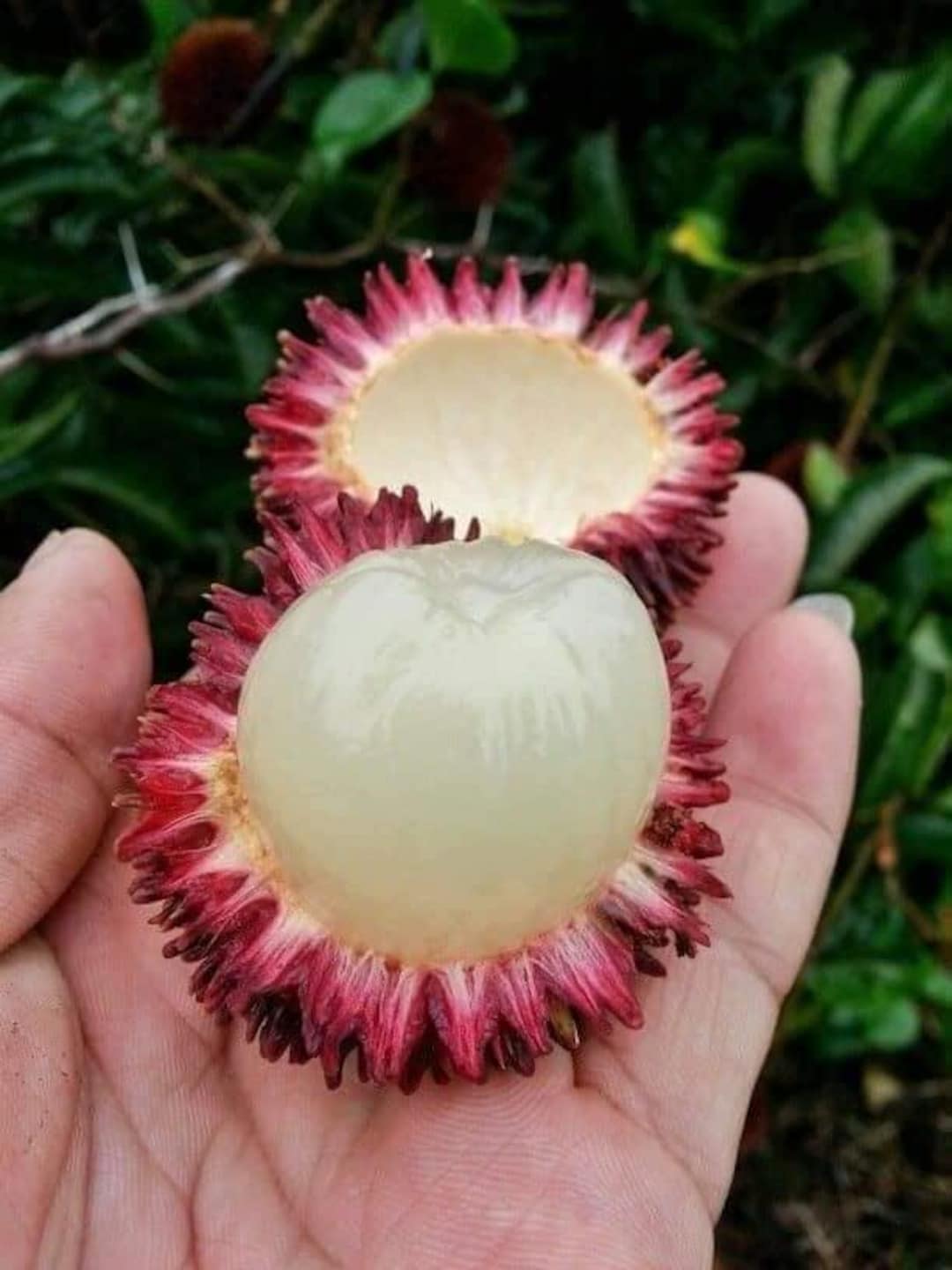 Grafted Pulasan Fruit Tree Perfect Condition Fast Fruiting and Very ...