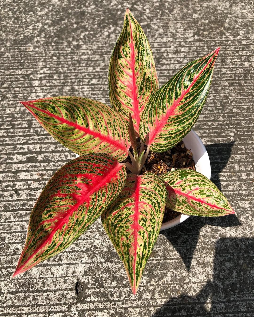 Aglaonema Red Legacy Very Nice Leaf Pattern Perfect Condition Fast ...