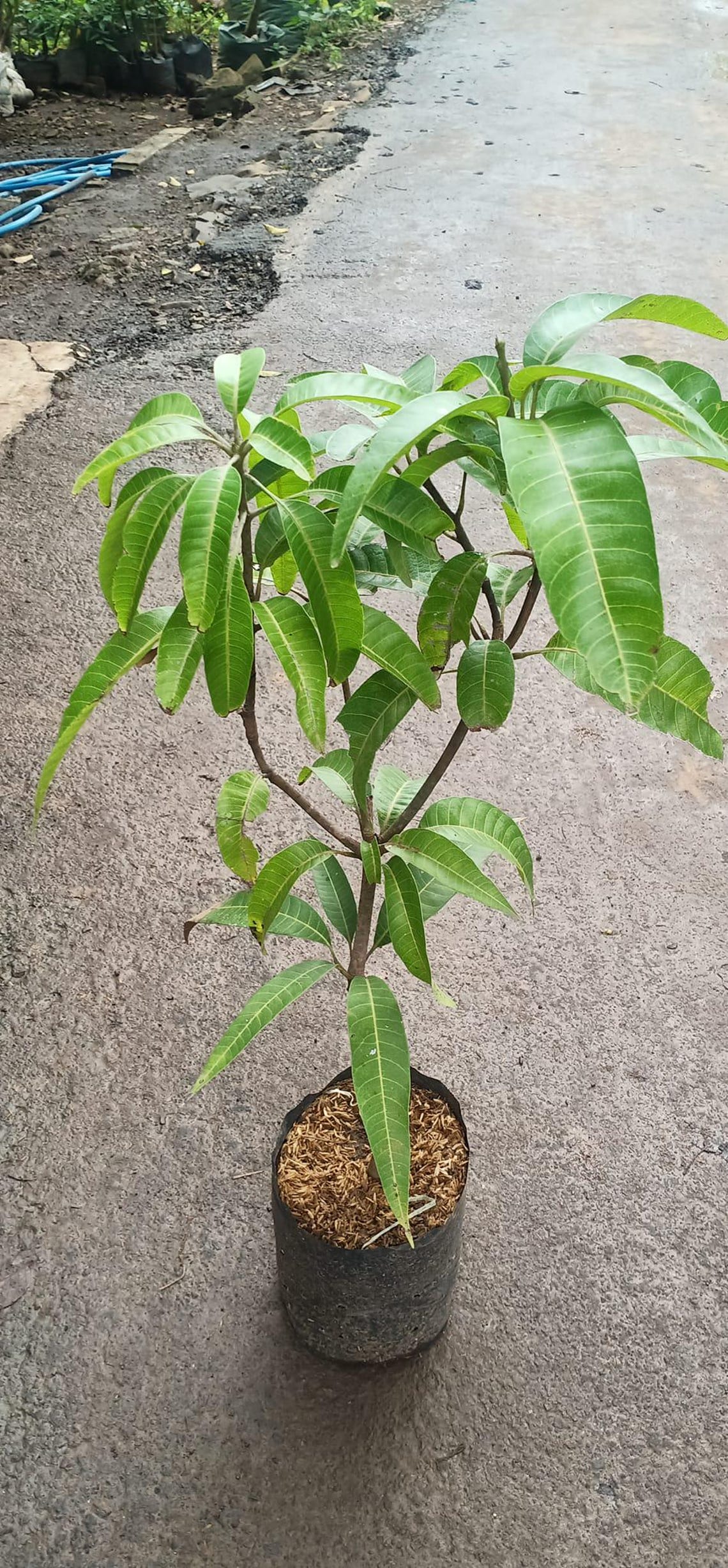 Grafted Yuwen Mango Tree Perfect Condition Fast Fruiting and Very ...