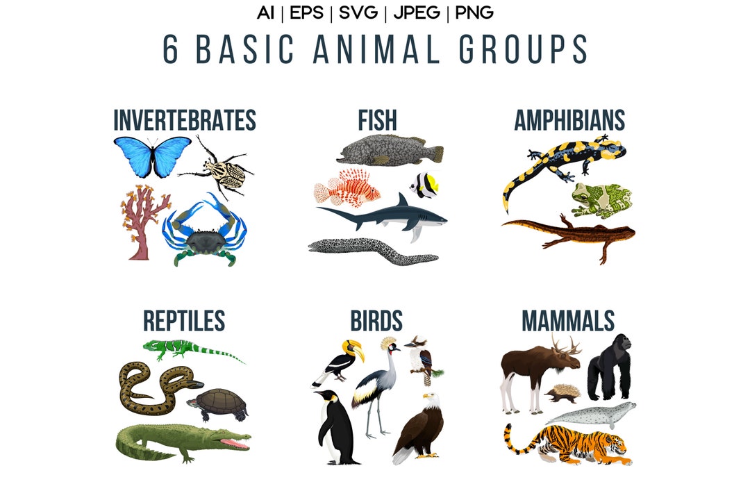 Vector Illustration (eps Ai Svg Png Jpeg) : Basic Animal Groups Scheme ...