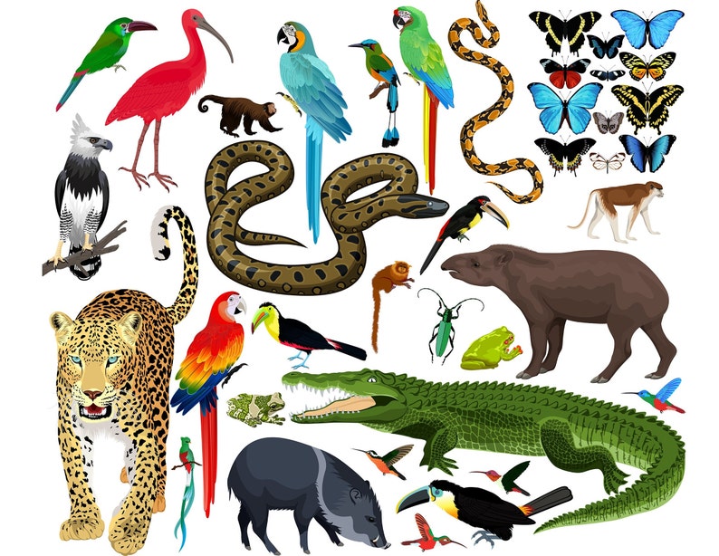Big Set of Amazon Rainforest Jungle Animals - Vector Illustration - Etsy