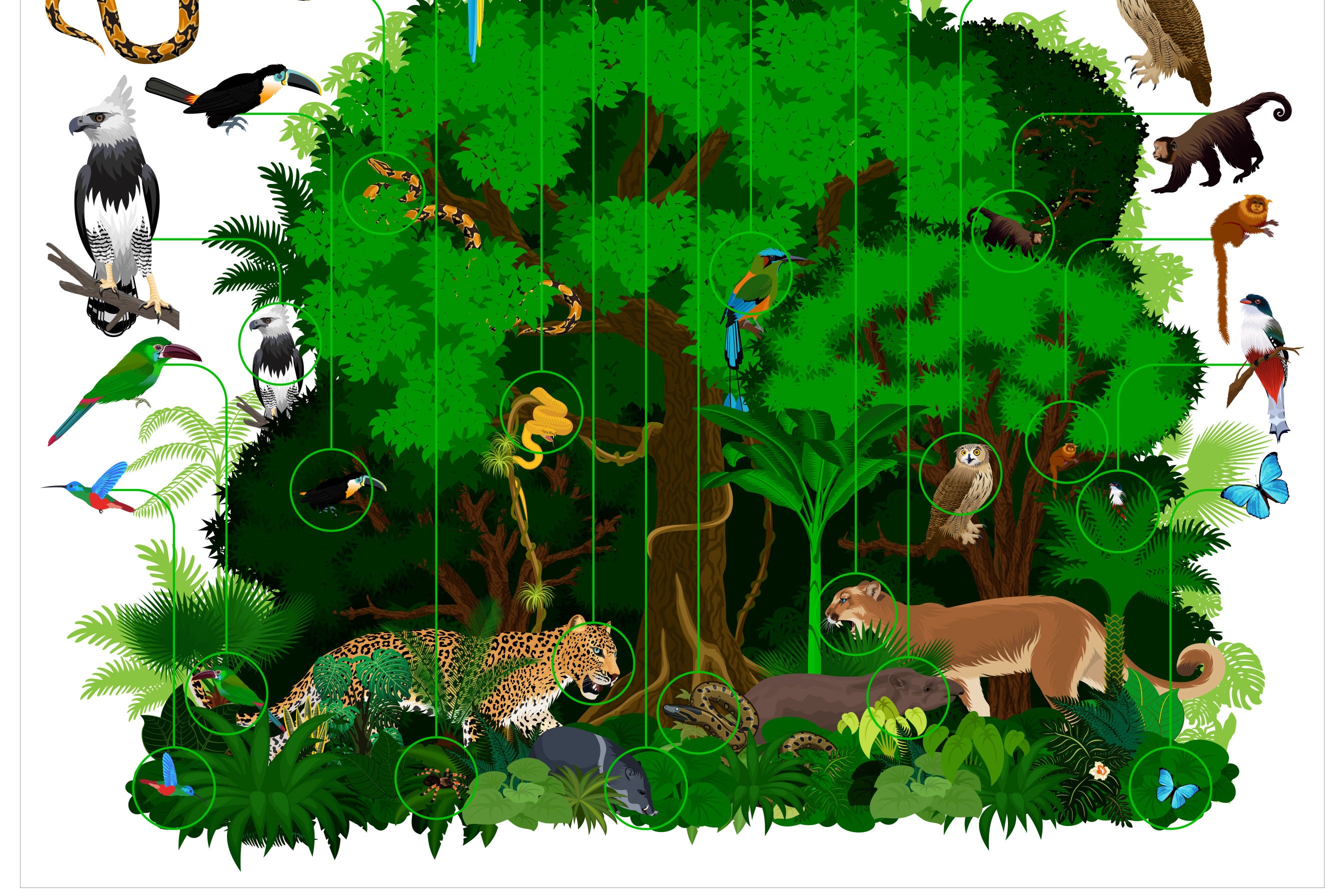 Vector Tropical Jungle Rainforest Wildlife Infographic - Etsy