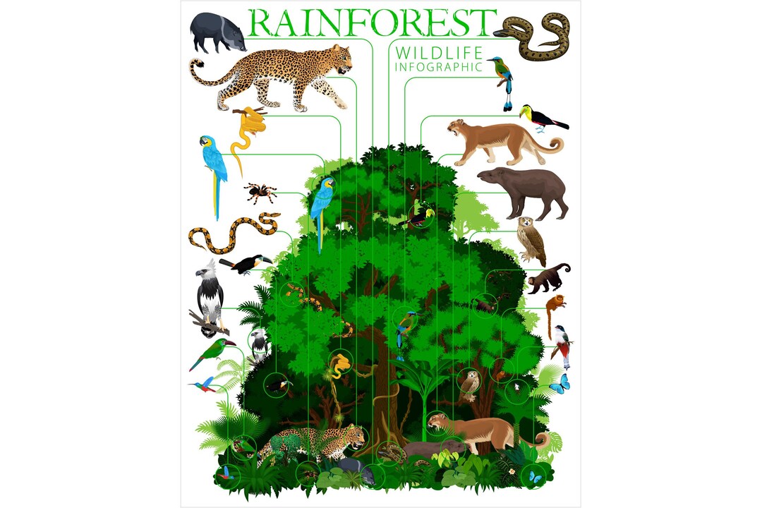 Vector Tropical Jungle Rainforest Wildlife Infographic - Etsy