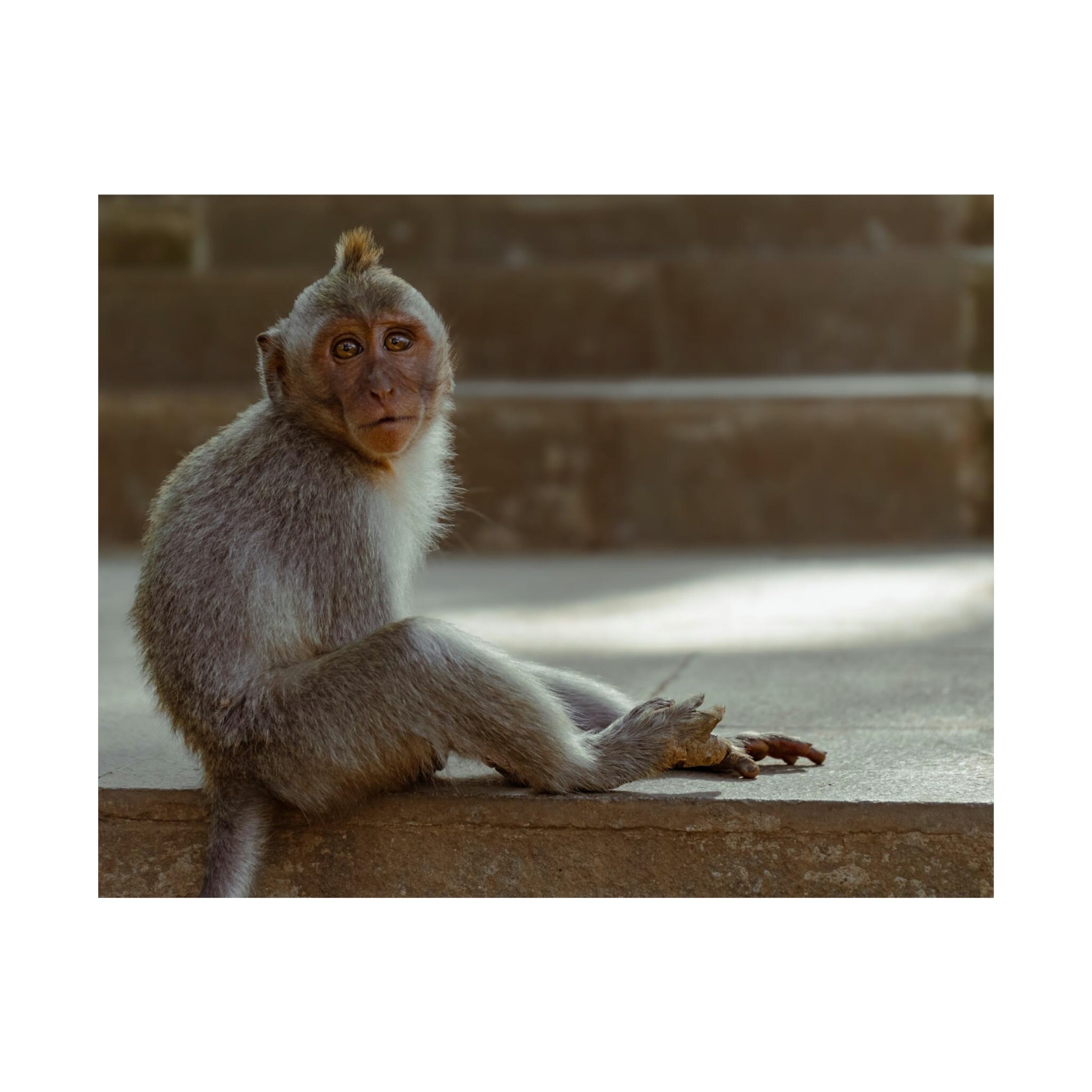 Monkey of Ubud | Bali, Indonesia | Nature and Animal Art - Etsy