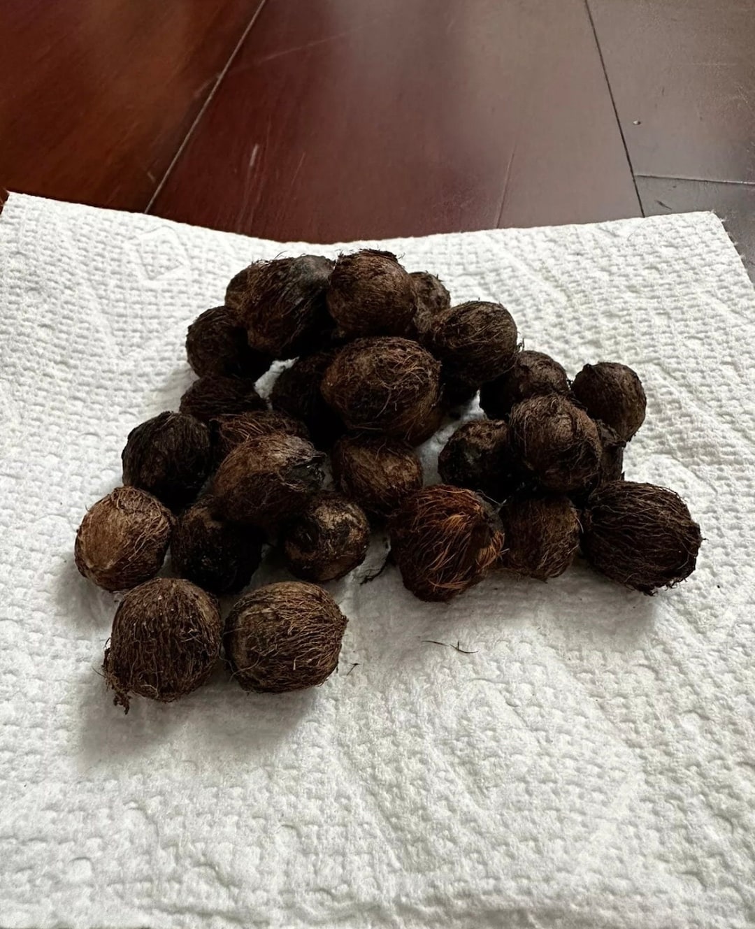 10x Pindo (jelly) Palm Tree Seeds (butia Capitata) Cold-hardy! - Etsy