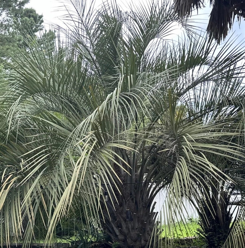 1x Pindo Palm Tree Sapling - “jelly Palms” - Over 100x Available! - Etsy